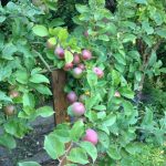 8 Basic Fruit Tree Growing Tips - Healthy Fresh Homegrown