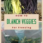 Blanching Vegetables From the Garden Before Freezing - Healthy Fresh ...