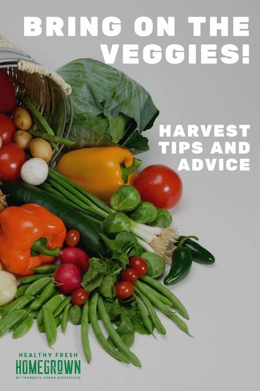 Harvesting Vegetables 101: Time To Enjoy The Amazing Abundance ...
