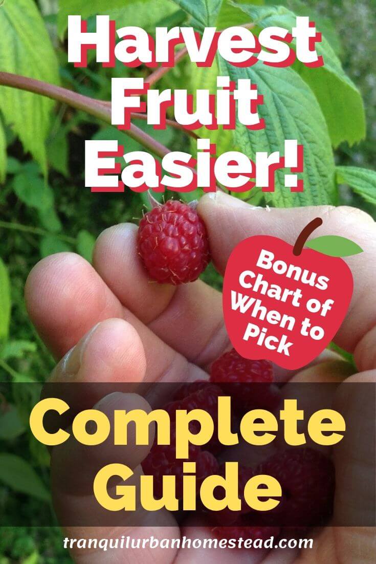 Harvesting Fruit 101: Time To Enjoy The Amazing Abundance - Healthy ...
