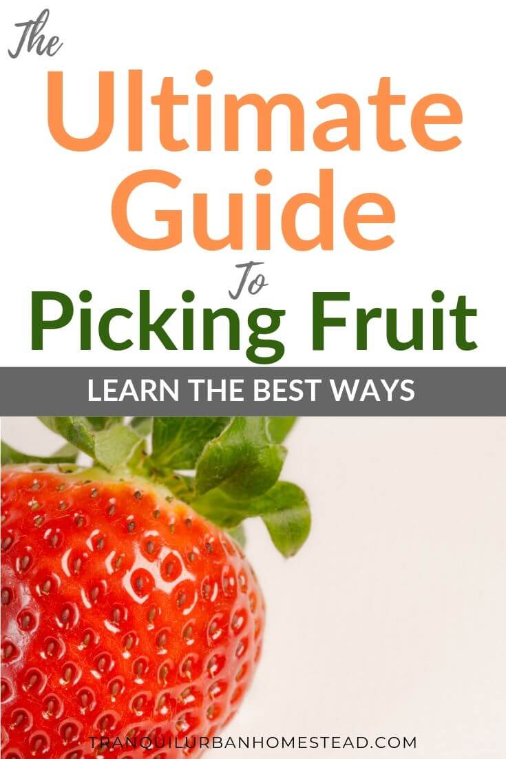 Harvesting Fruit 101: Time To Enjoy The Amazing Abundance - Healthy ...