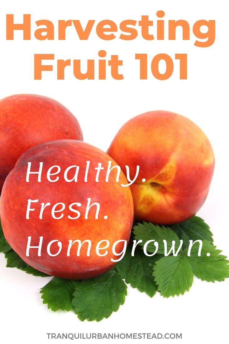 Harvesting Fruit 101: Time To Enjoy The Amazing Abundance - Healthy ...