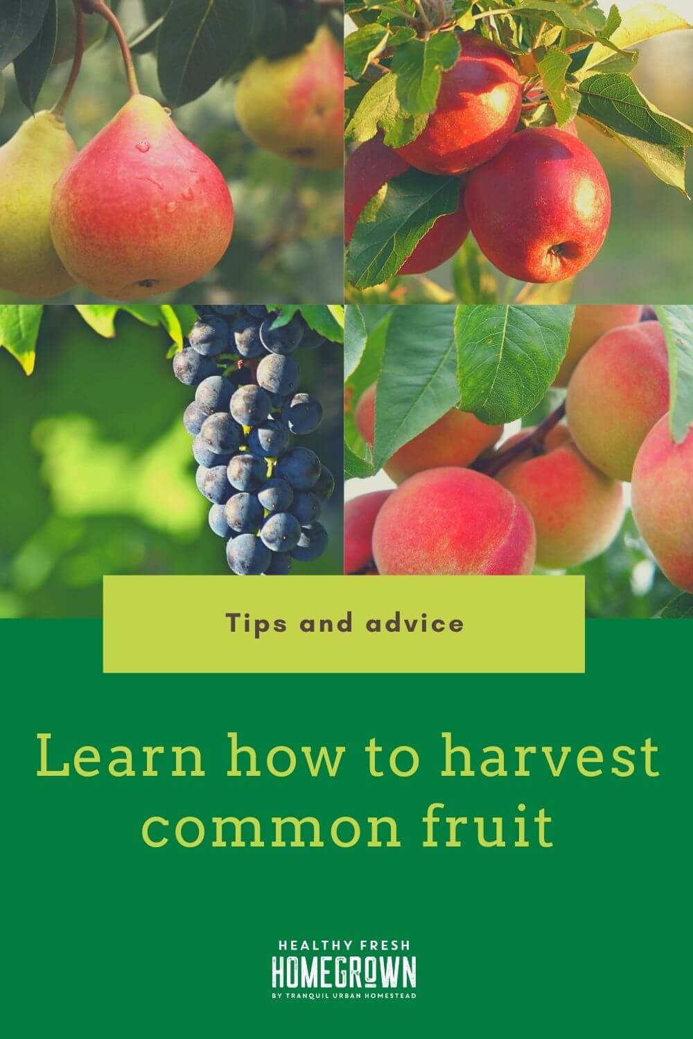 Harvesting Fruit 101 Time To Enjoy The Amazing Abundance Healthy