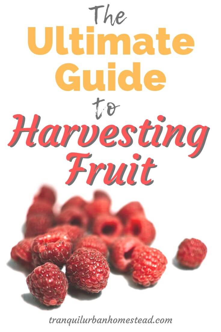 Harvesting Fruit 101: Time To Enjoy The Amazing Abundance - Healthy ...