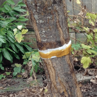 Tree Banding: How To Easily Increase Fruit Yields [+ Video] - Healthy ...