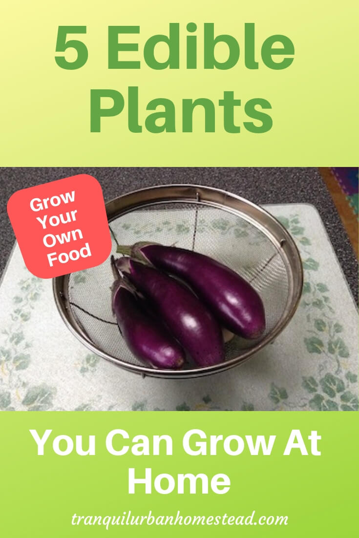 5 Edible Plants You Can Grow At Home - Healthy Fresh Homegrown