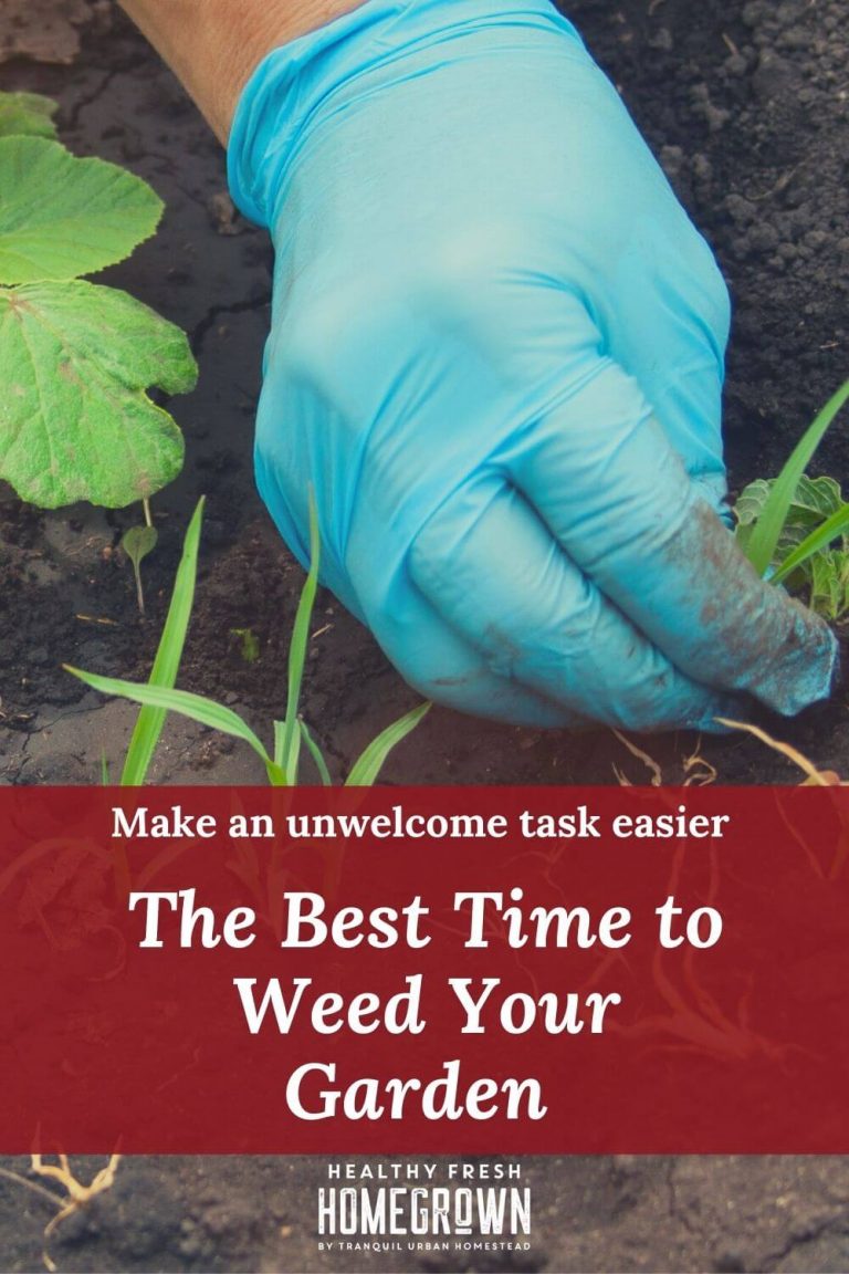 The Best Time To Weed Your Garden: Natural Weed Control Made Easier ...