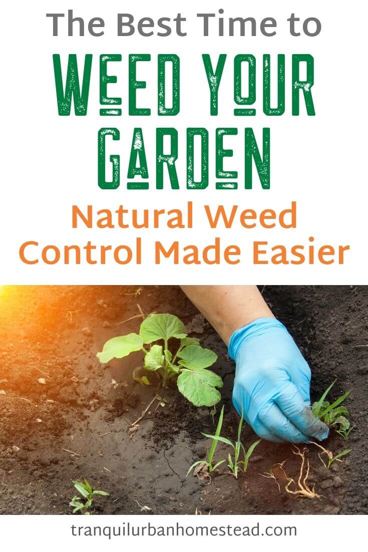The Best Time To Weed Your Garden: Natural Weed Control Made Easier ...
