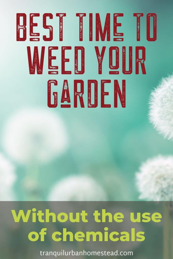 The Best Time To Weed Your Garden: Natural Weed Control Made Easier ...