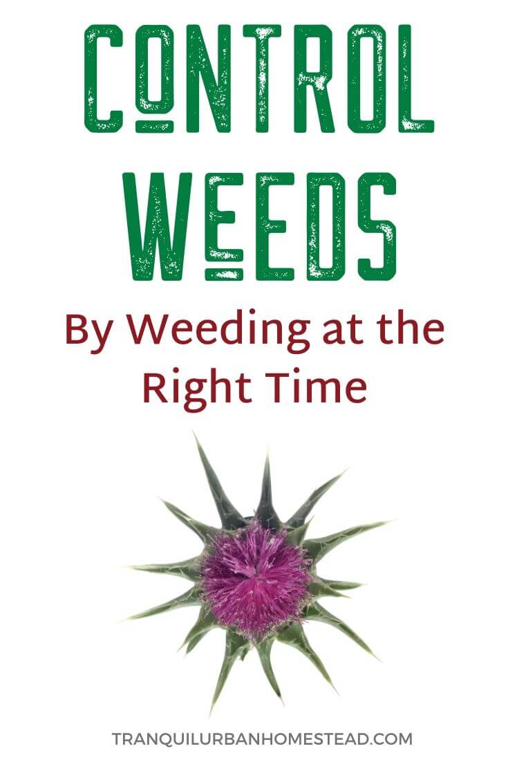The Best Time To Weed Your Garden: Natural Weed Control Made Easier ...