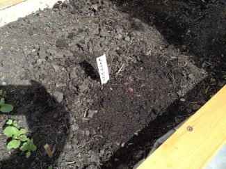 6 Easy Steps to Making Homemade DIY Seed Tape and Mats - Healthy Fresh ...