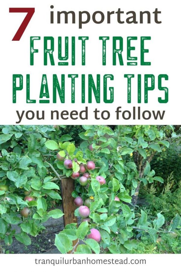 7 important fruit tree planting tips you need to follow | Healthy Fresh ...