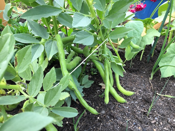 16 Japanese Vegetables You Can Grow at Home - Healthy Fresh Homegrown