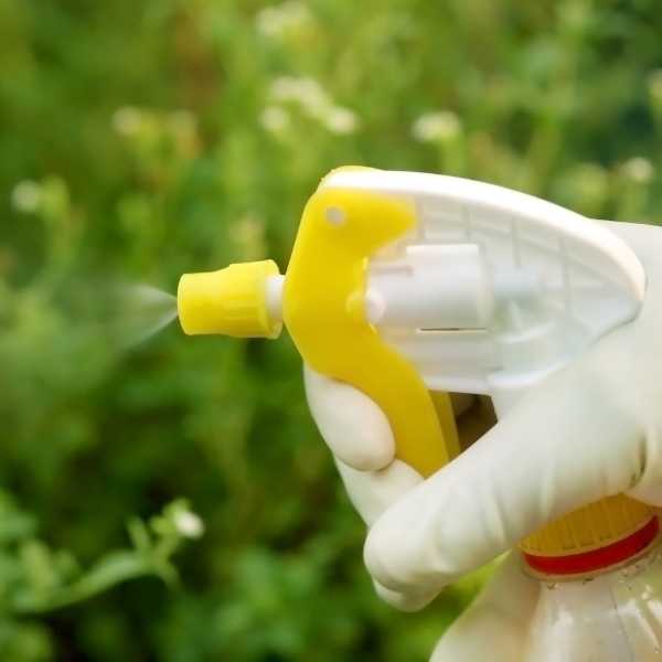 How To Avoid Tomato Blight That Can Decimate Your Crop - Healthy Fresh ...